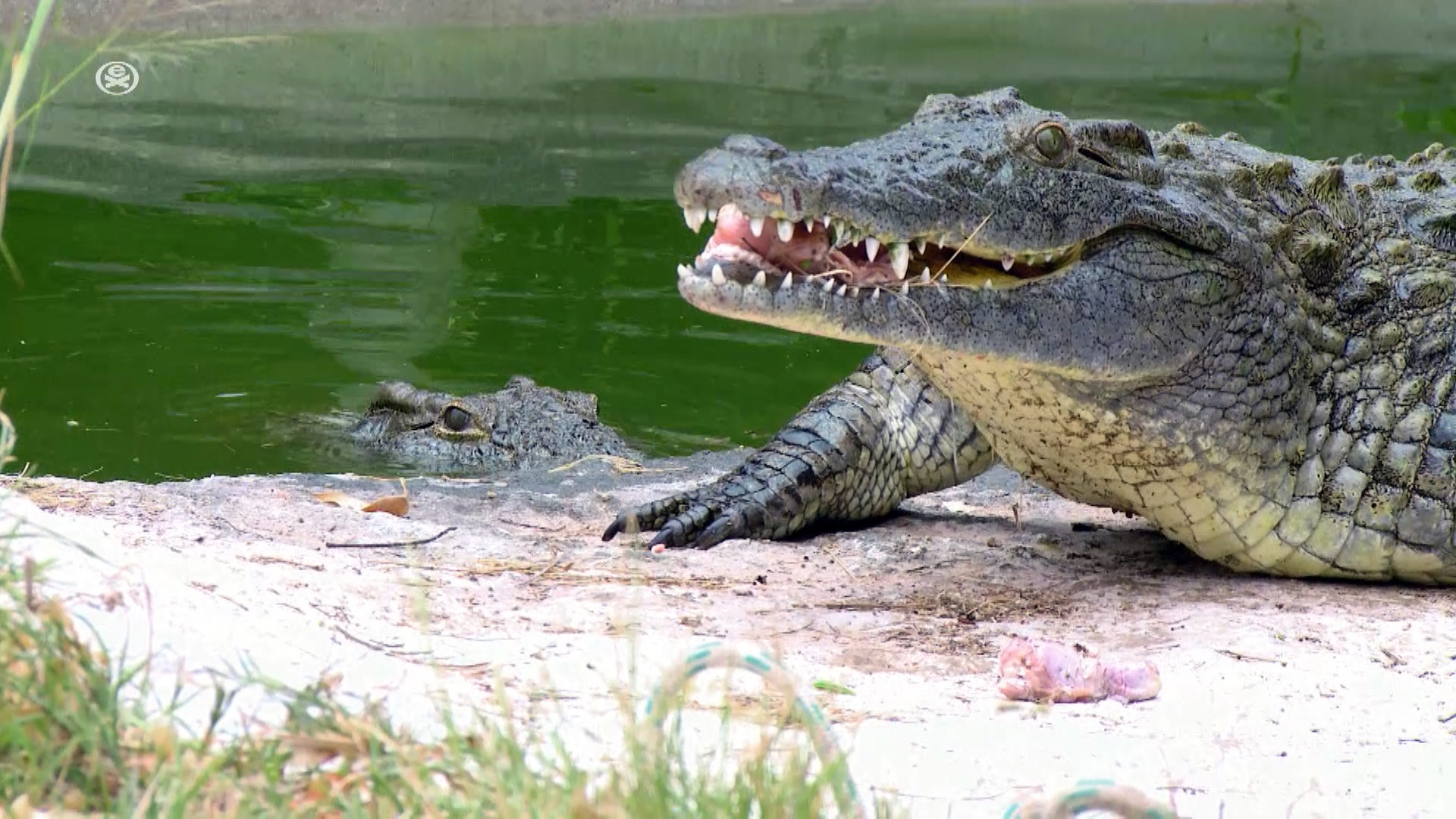 Extreme Channel now in UK & Scandinavia! - Extreme Sports