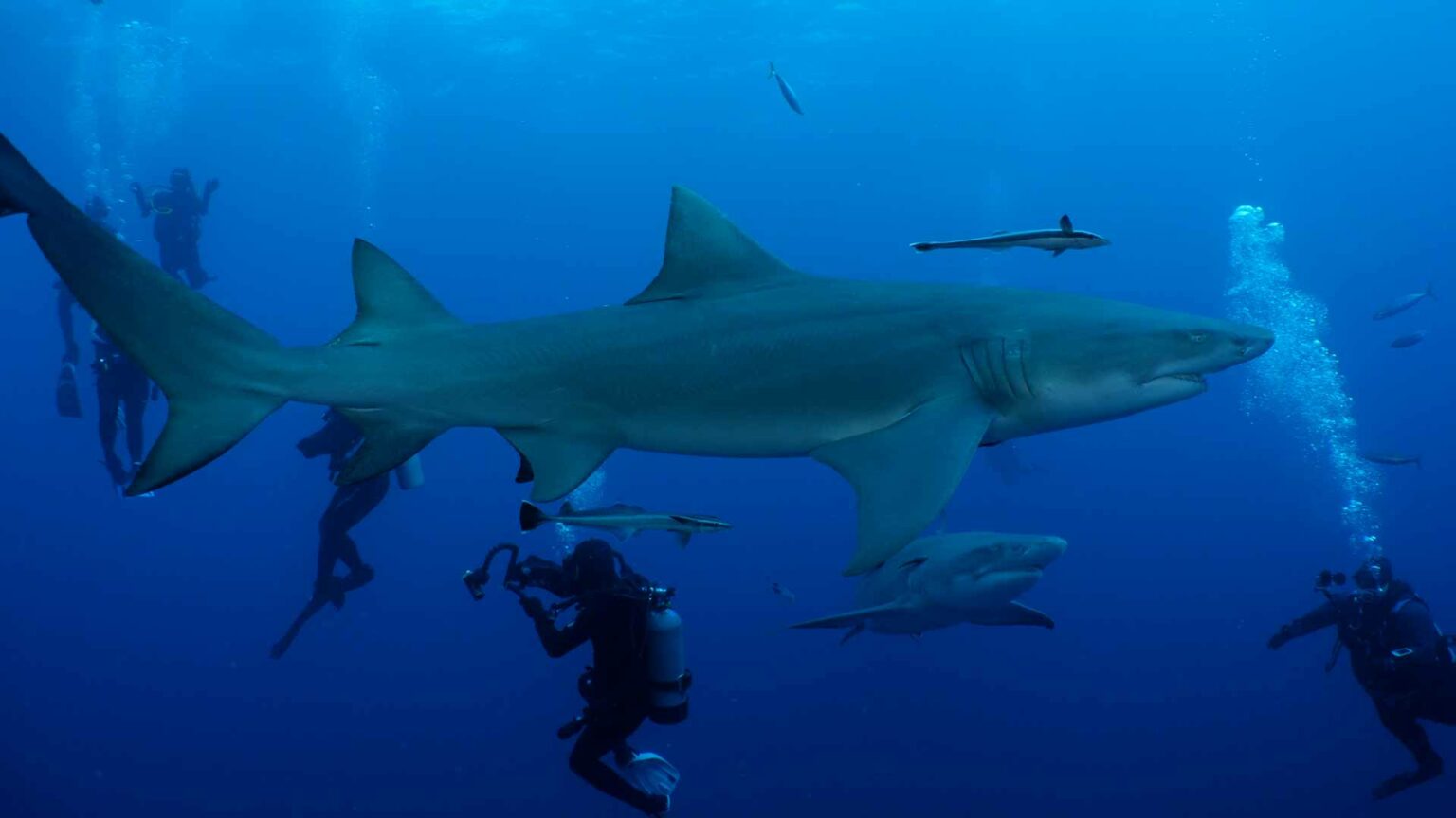 Shark Dive TV - Extreme Channel