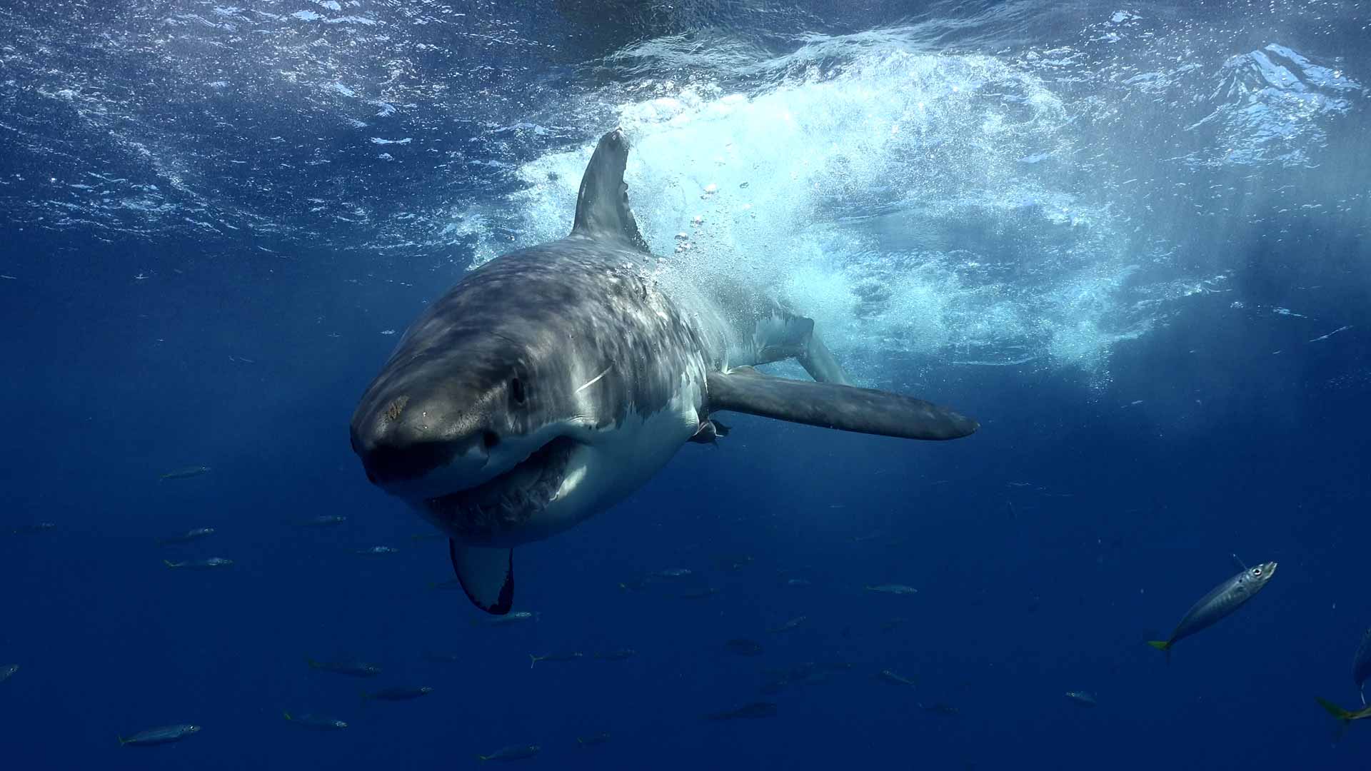 Shark Dive TV - Extreme Sports